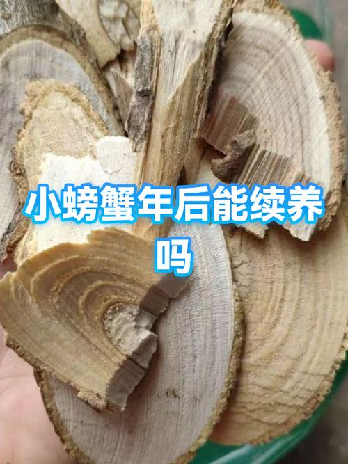 养螃蟹可以用纯净水吗