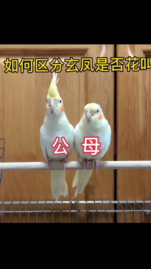 玄凤鹦鹉公母哪个好图标
