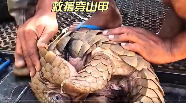 穿山甲官网登录入口截图