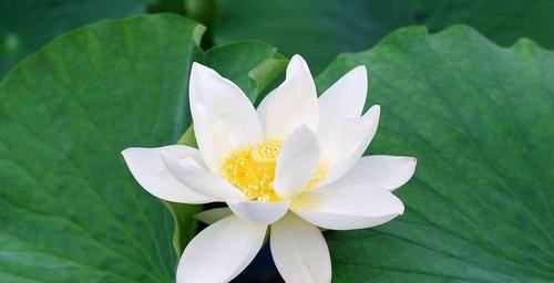 白莲花的性格特征图标
