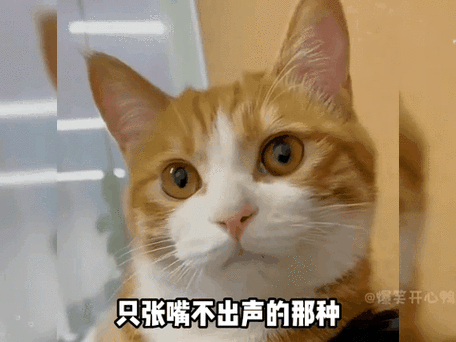 小猫多大能听懂人话图标