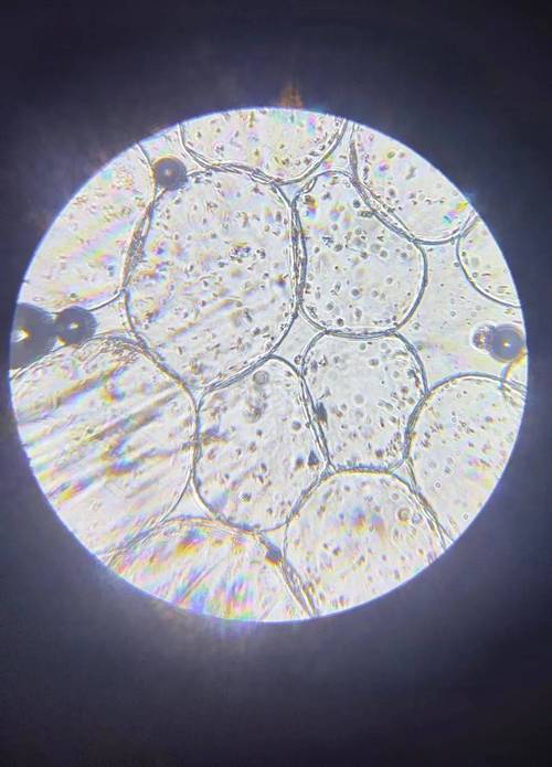 番茄表皮属于器官吗图标