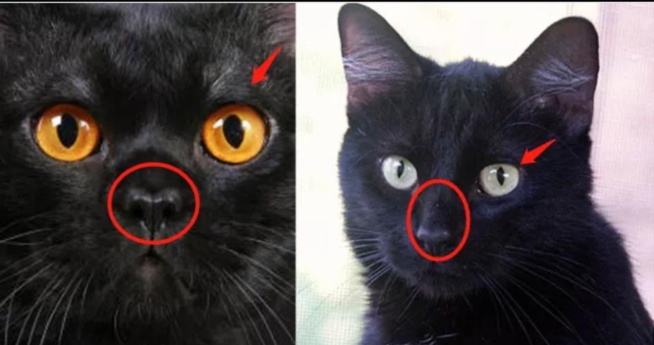 黑色的大猫有什么品种图标