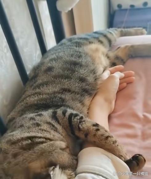 防止猫爬床最有效的方法截图
