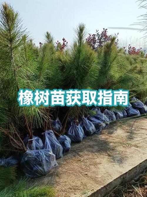 橡树苗怎么获得图标