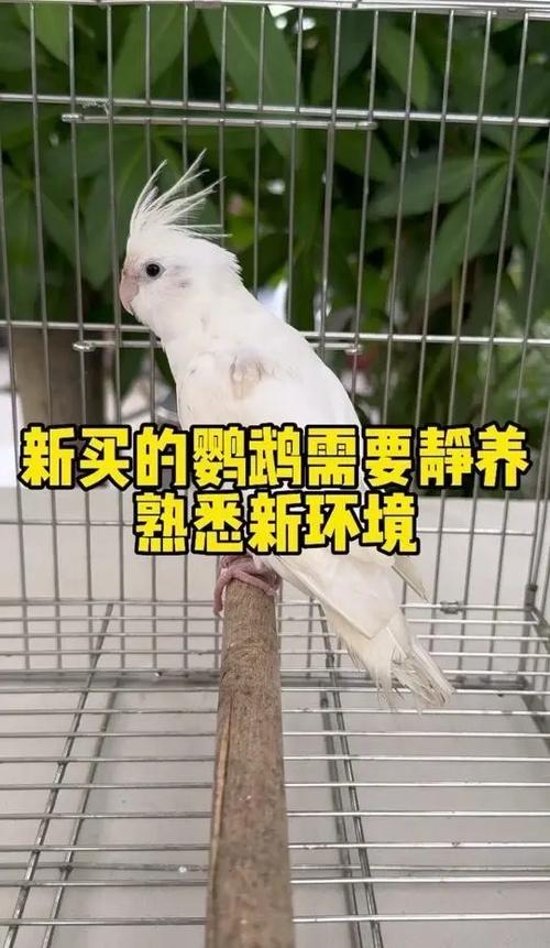 怎样才能让鹦鹉上自己的手图标
