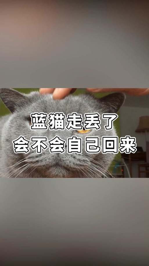 小猫丢了自己能回来吗图标
