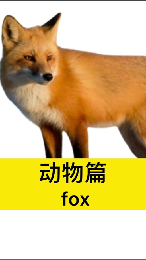 小狐狸英语怎么读截图