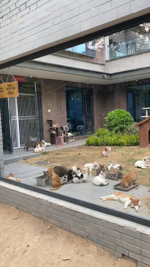 猫咪小院游戏下载缩略图