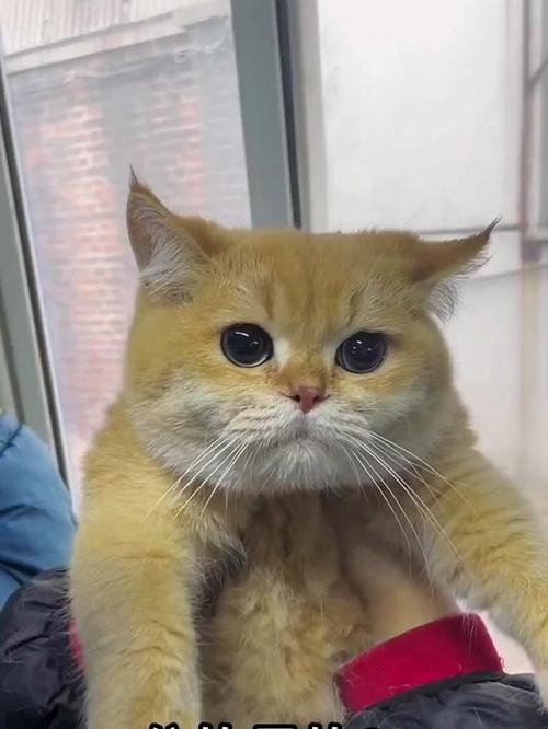 小金子猫咪截图