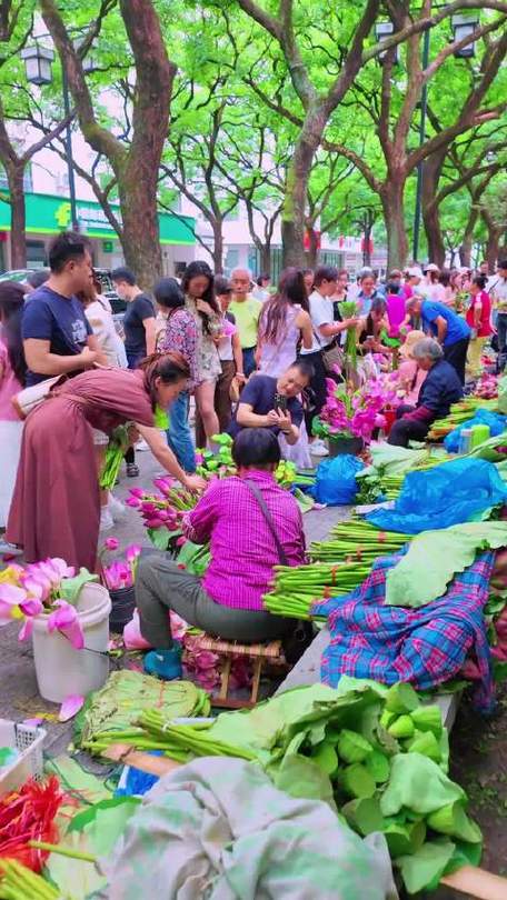 荷花市场图标