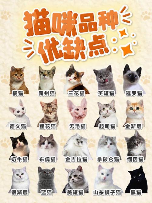 猫箱反转cos图标