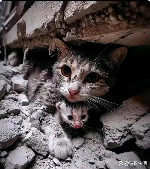 被猫享花强制下款了怎么办图标