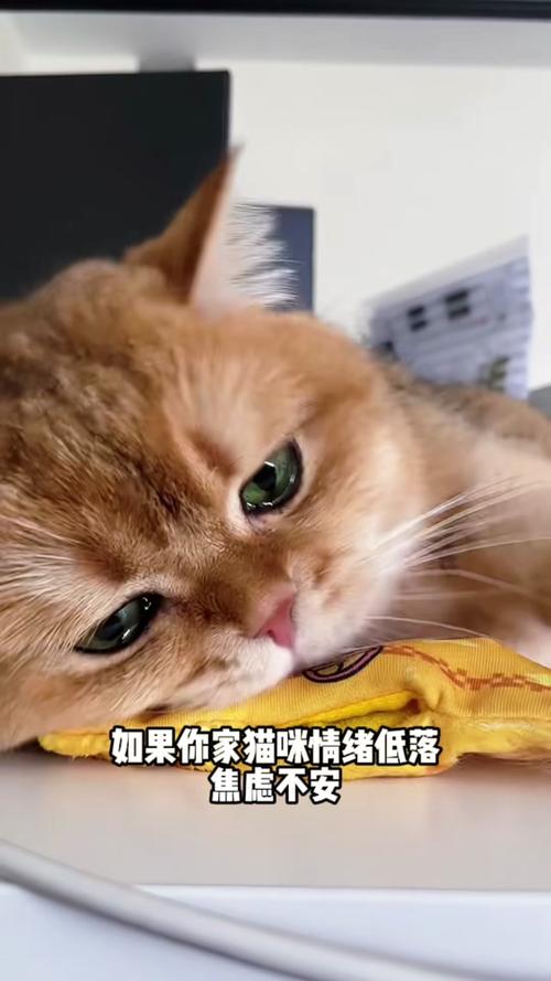 猫咪不吃猫粮怎么办图标