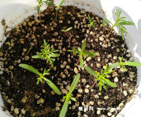 开荒种子推荐图标