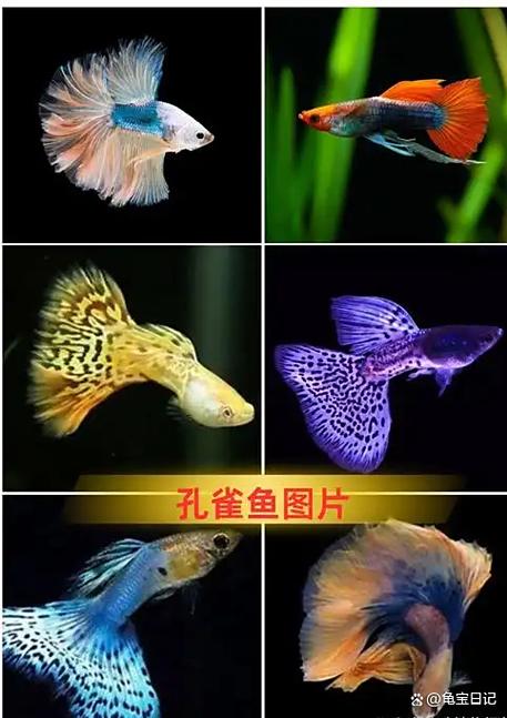 孔雀鱼怎么喂养图标