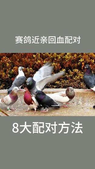 怎么让鸽子配对图标