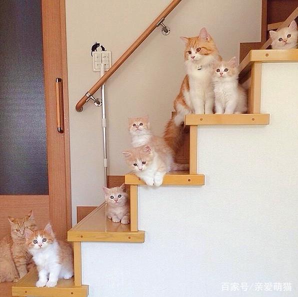 萌猫排队图标