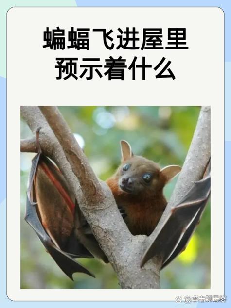 家里进来一只蝙蝠预示着什么图标