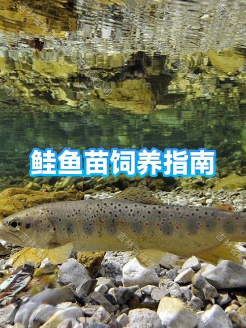 鲑鱼为何要尽量少吃图标