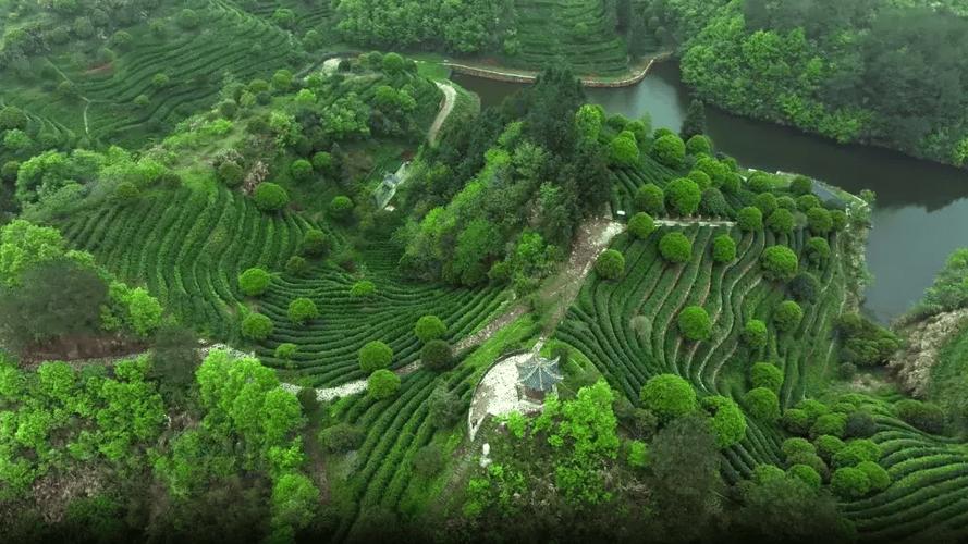 茶园生态系统图标