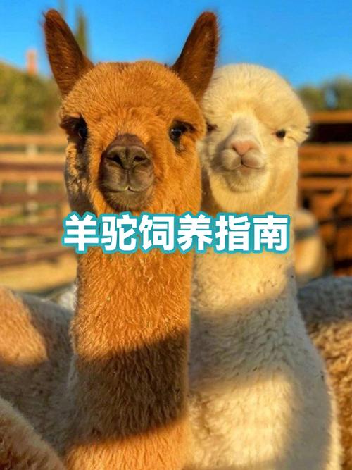 驯服羊驼的方法