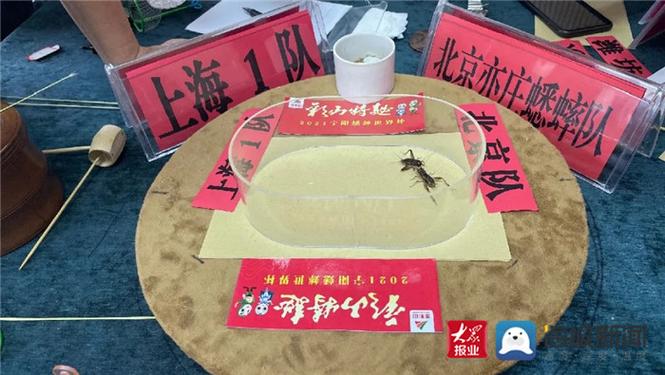 斗蛐蛐和普通蛐蛐的区别图标