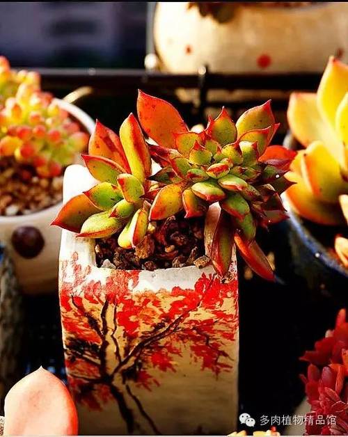 下载阳光养多少图标
