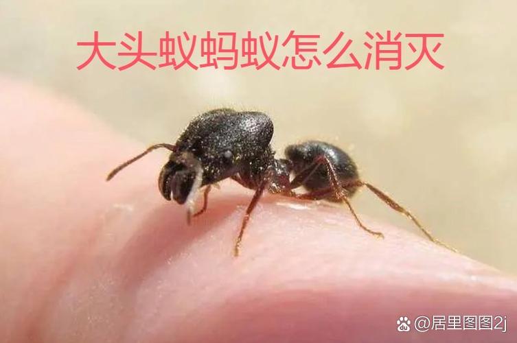 蚂蚁爬人身上民间说法图标