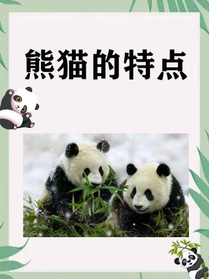 熊猫活动的特点