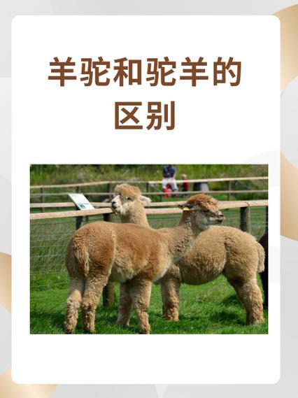 骆驼和羊驼是近亲吗图标