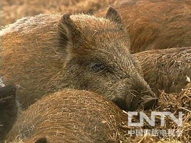 致富经养野猪图标