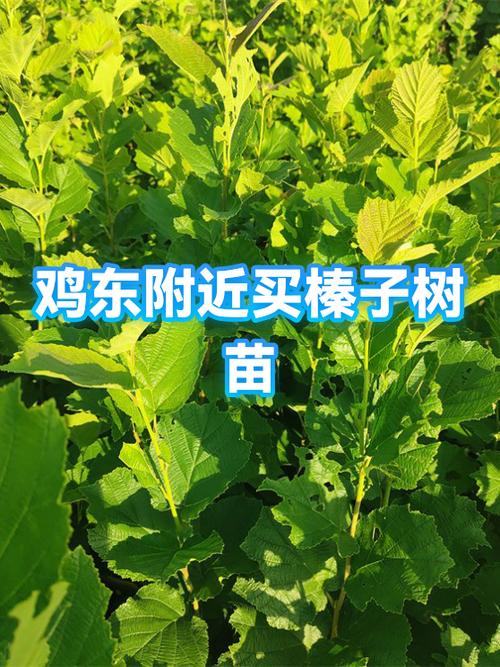 附近卖树苗的地方