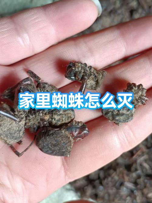家里的蜘蛛怎么彻底清理图标