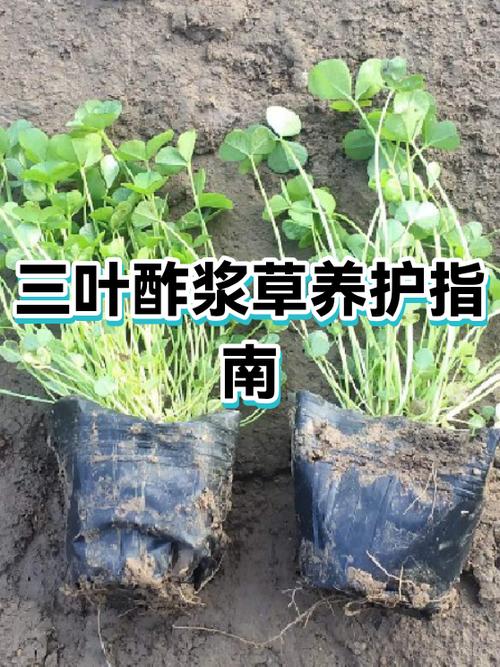 酢浆草有毒吗可以碰吗截图
