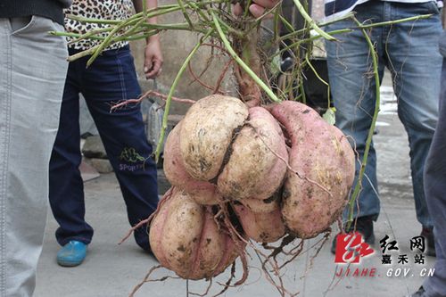 挖地瓜超级图标