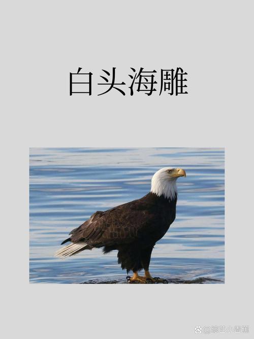 白头鹰的分布范围截图