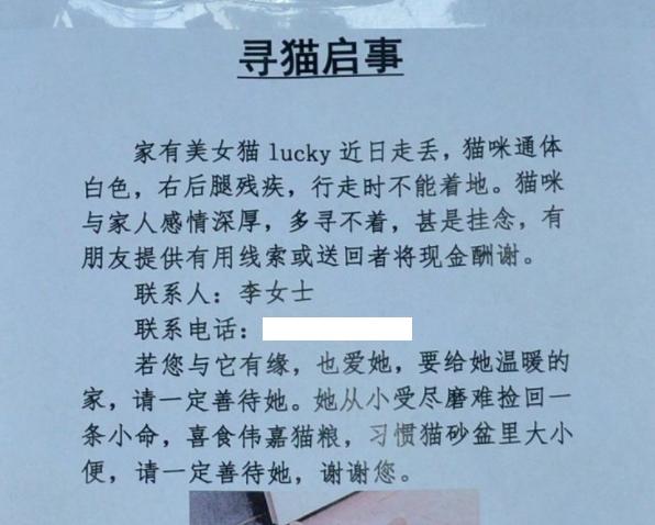 建造者2监狱岛找猫图标