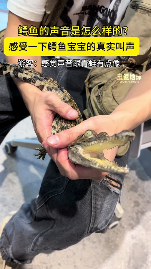 真实鳄鱼叫声图标