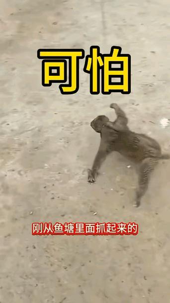 传说中的拉一大截图