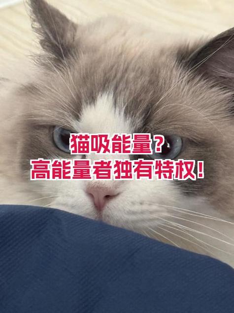 猫的能量级别截图