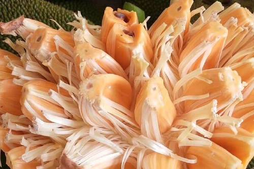 红菠萝蜜多少钱一斤