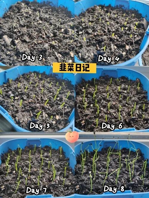 韭菜什么时候长