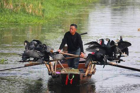 鱼鹰捕鱼图标