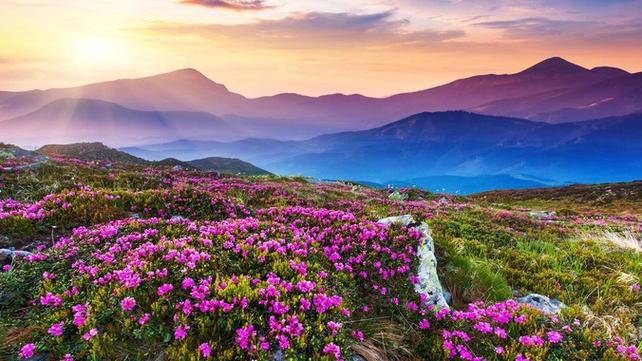 阳光种花场截图