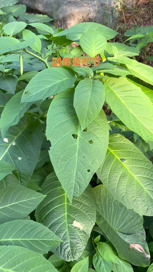 曼陀山庄种的什么花图标