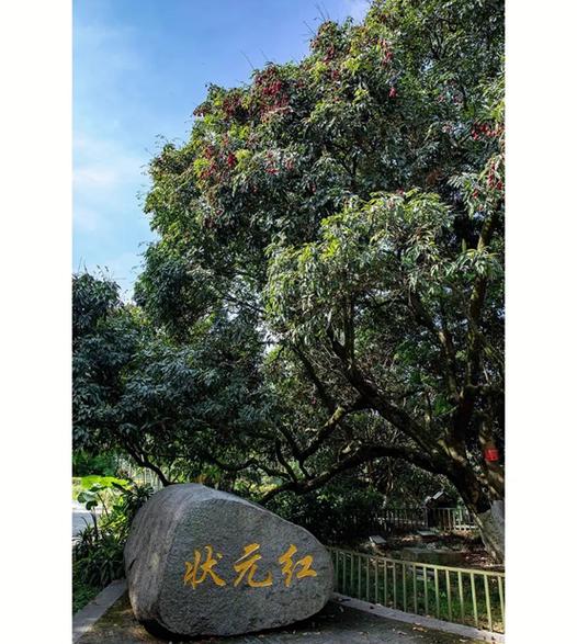 荔枝的寓意和象征