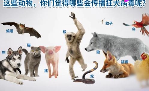鸟会有狂犬病毒吗图标