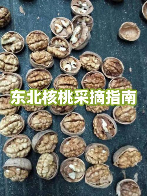 野生山核桃怎么开壳图标