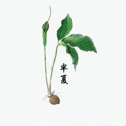 半夏配什么情侣名图标